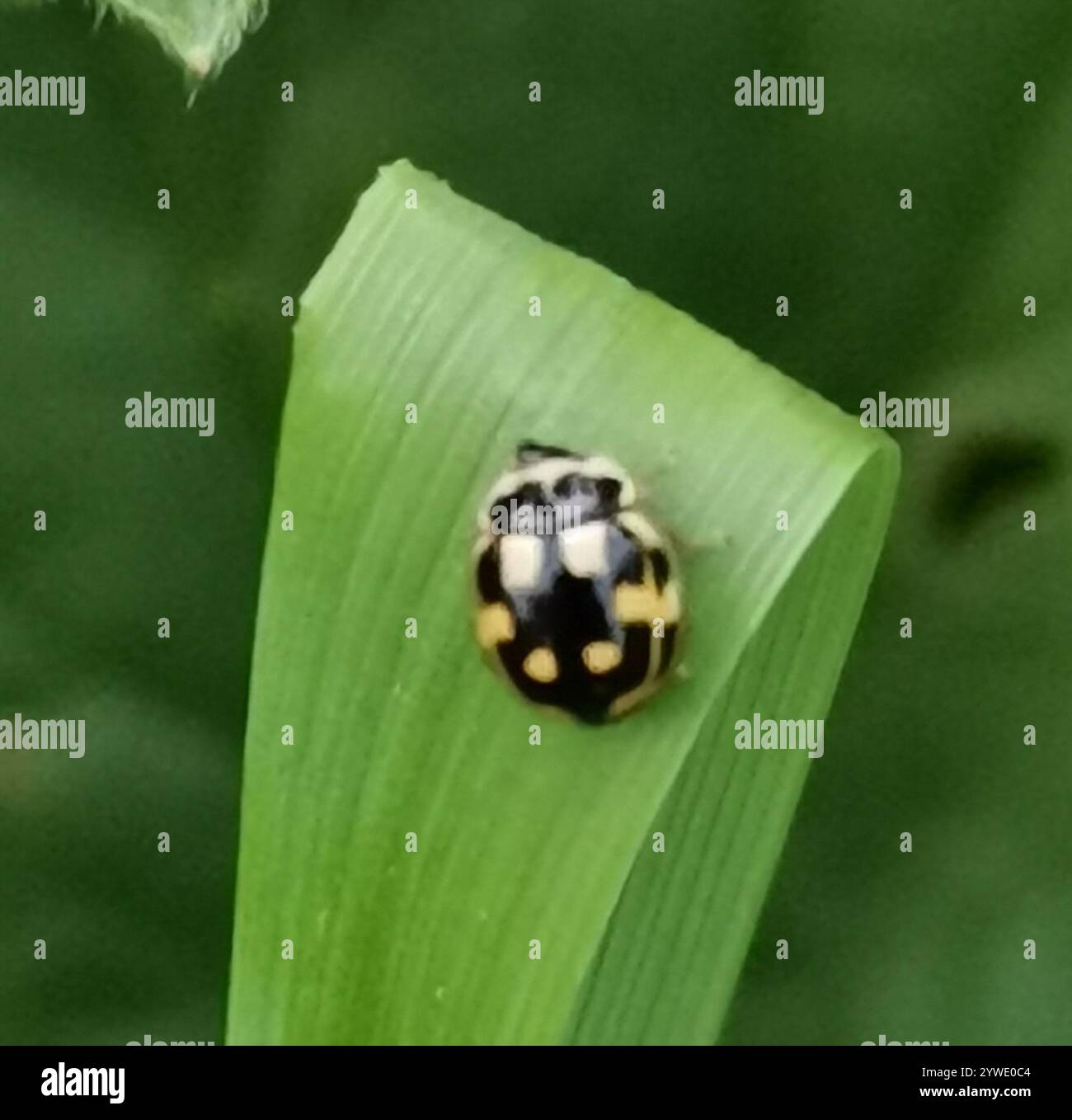 Fourteen-spotted Lady Beetle (Propylea quatuordecimpunctata Stock Photo ...