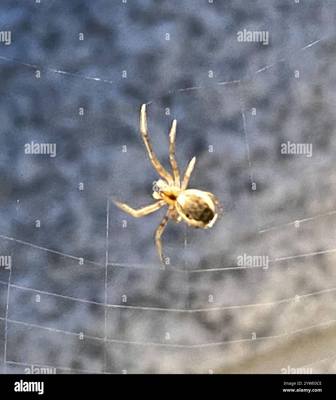 Silver-sided Sector Spider (Zygiella x-notata Stock Photo - Alamy