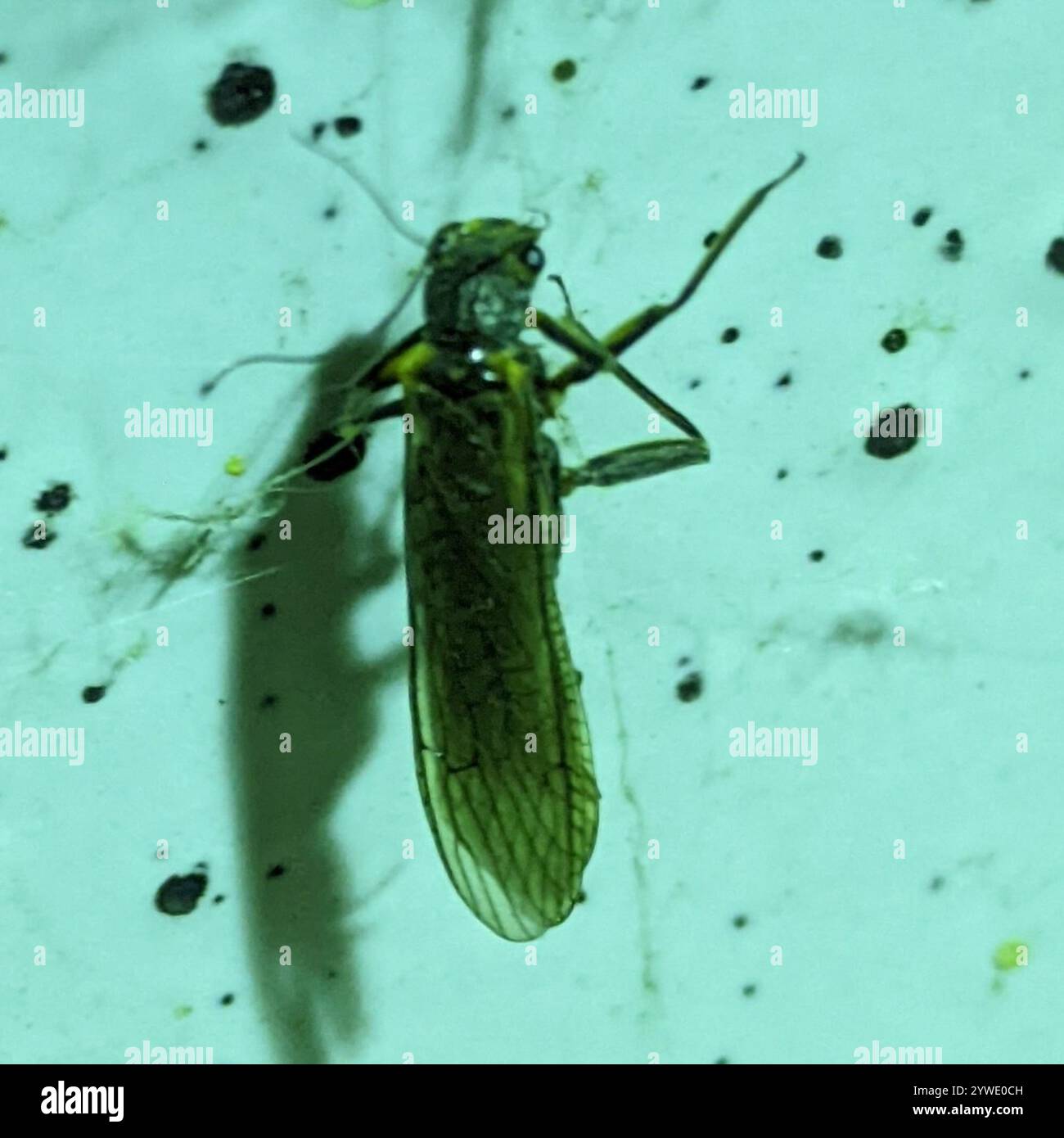 Common Stoneflies (Perlidae Stock Photo - Alamy