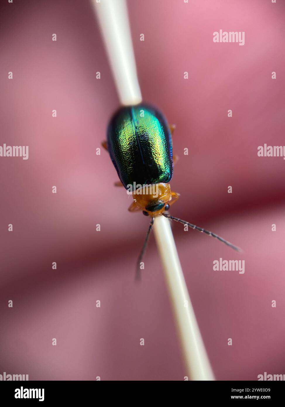 Halensis hi-res stock photography and images - Alamy
