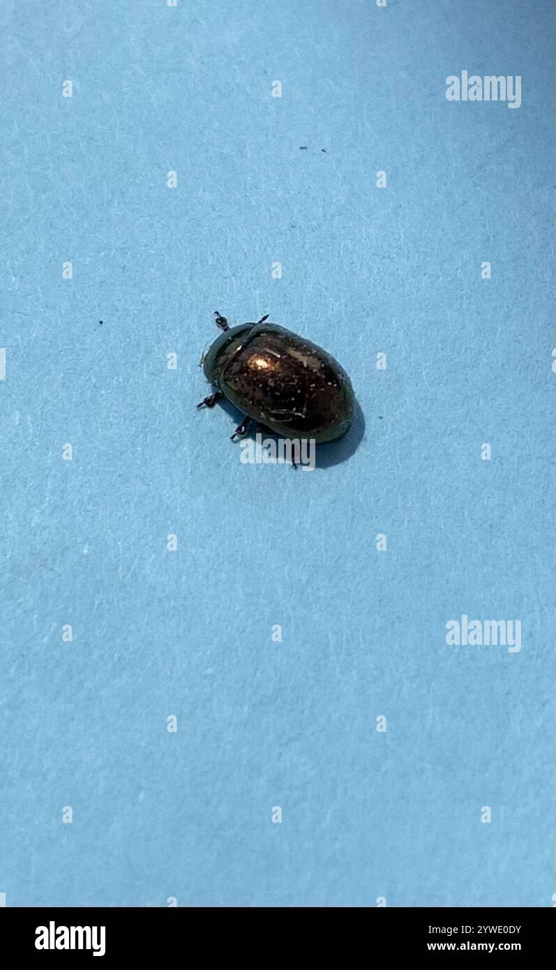 Saint John's Wort Beetle (Chrysolina hyperici Stock Photo - Alamy
