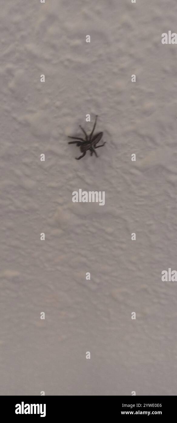 California Flattened Jumping Spider (Platycryptus californicus Stock ...