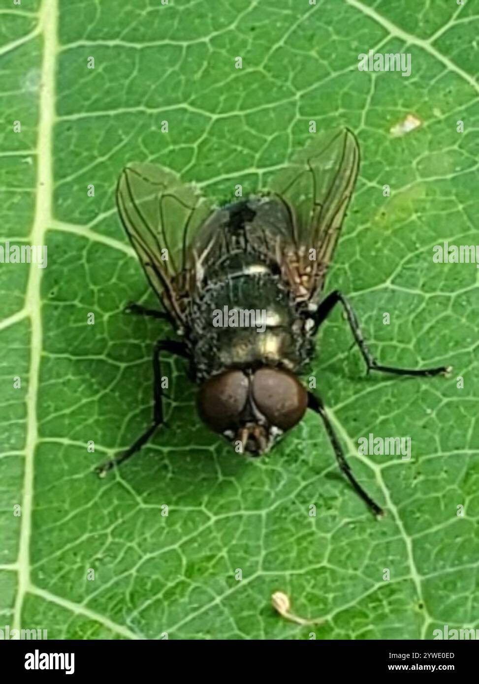 Black Blow Fly (Phormia regina Stock Photo - Alamy