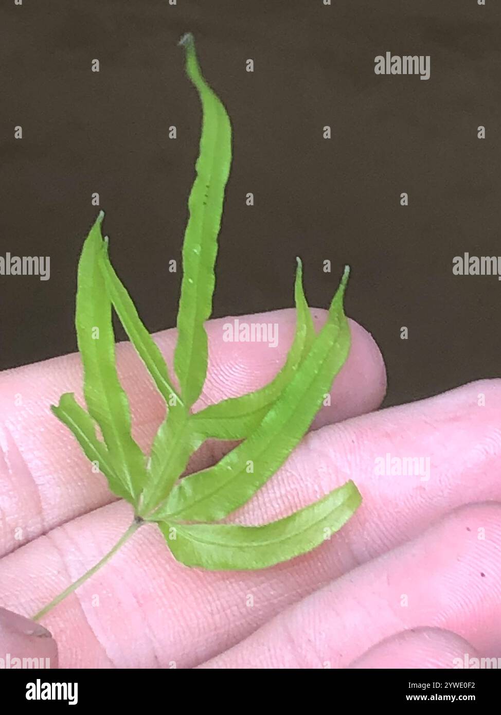 spider brake (Pteris multifida Stock Photo - Alamy