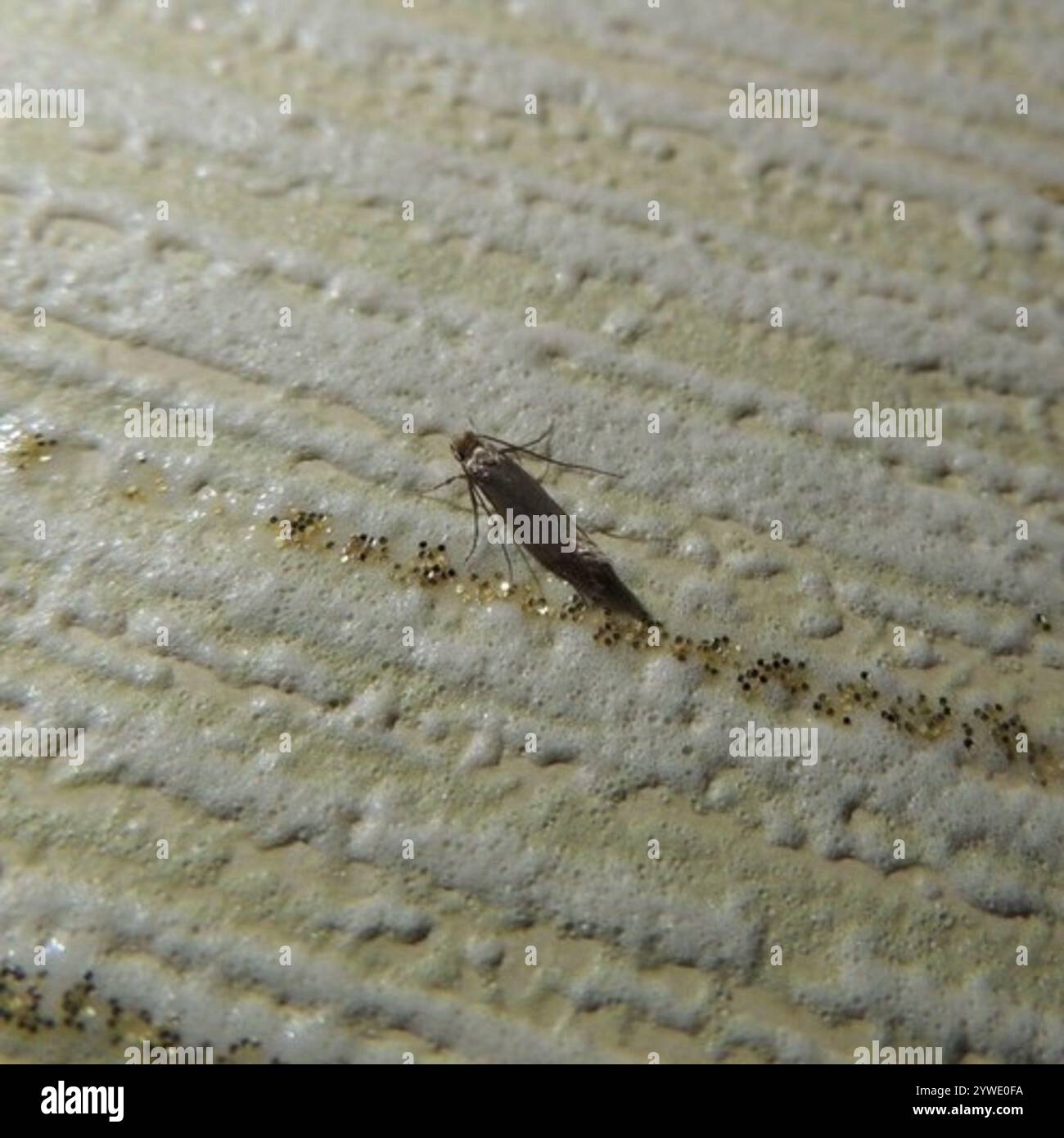 Webbing Clothes Moth (Tineola bisselliella Stock Photo - Alamy