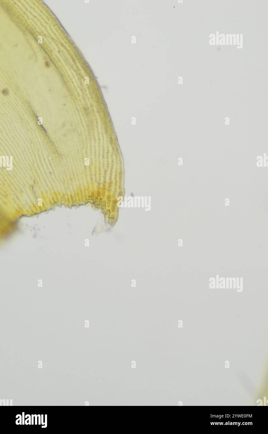 Yellow Fringe-moss (Racomitrium aciculare Stock Photo - Alamy