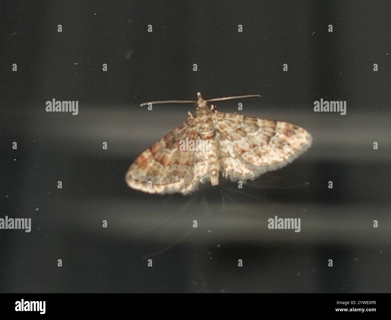 Gymnoscelis rufifasciata hi-res stock photography and images - Alamy