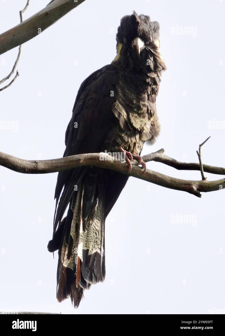 Yellow-tailed Black Cockatoo (Zanda funerea Stock Photo - Alamy