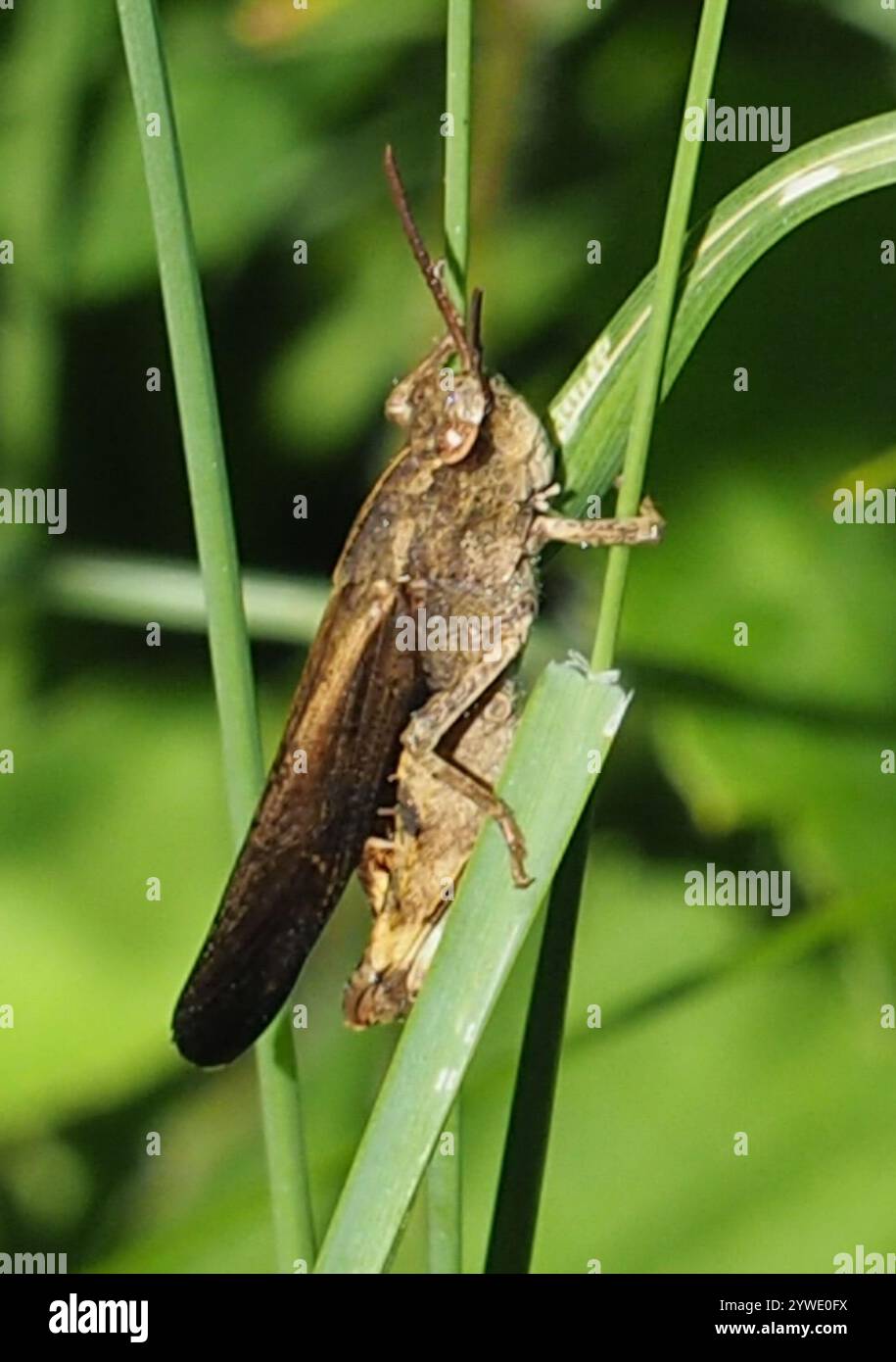 Green-striped Grasshopper (Chortophaga viridifasciata Stock Photo - Alamy