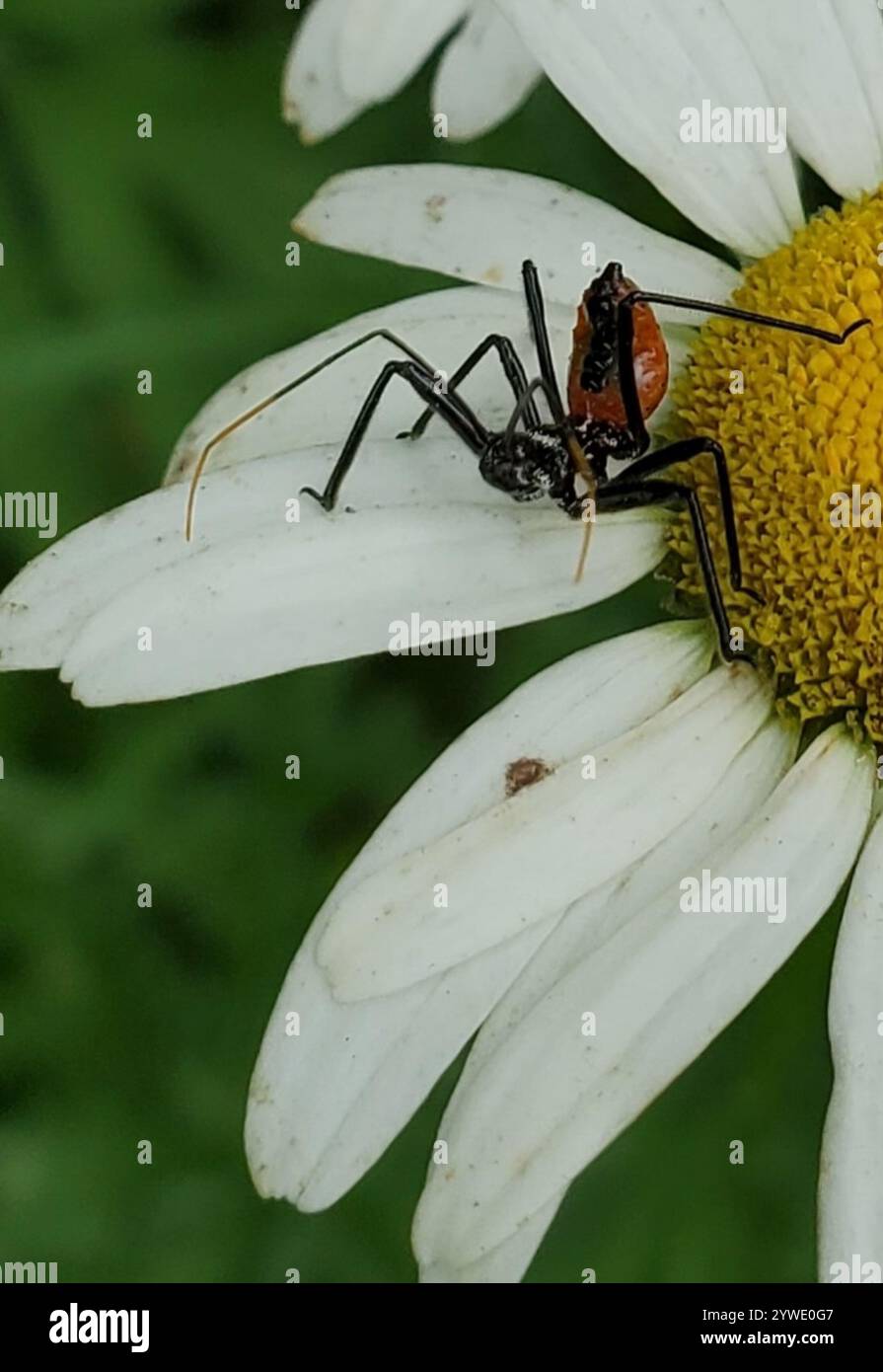 North American Wheel Bug (Arilus cristatus Stock Photo - Alamy