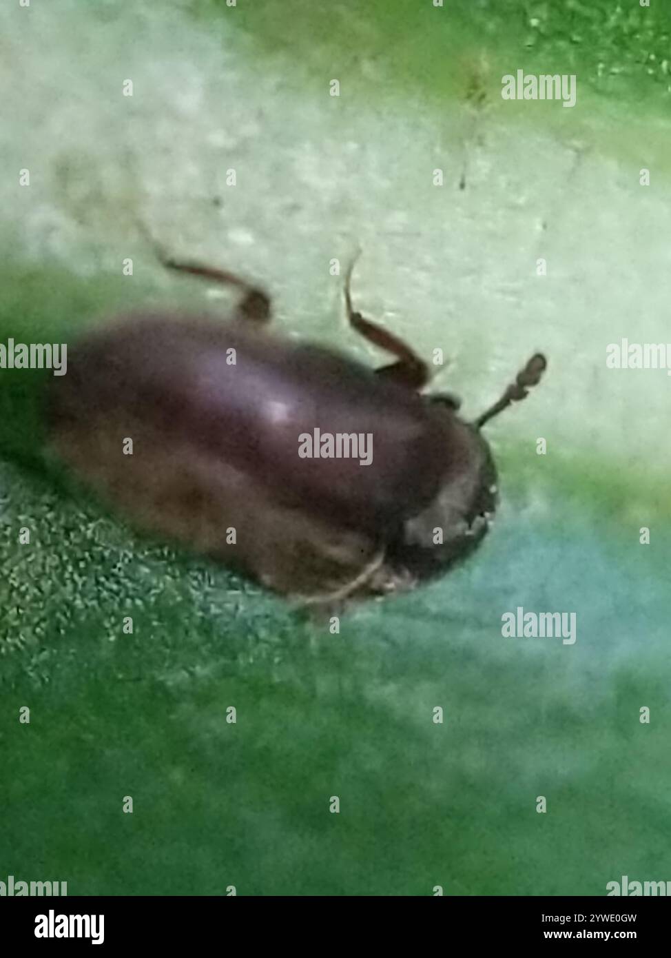 Small false click beetles (Throscidae Stock Photo - Alamy