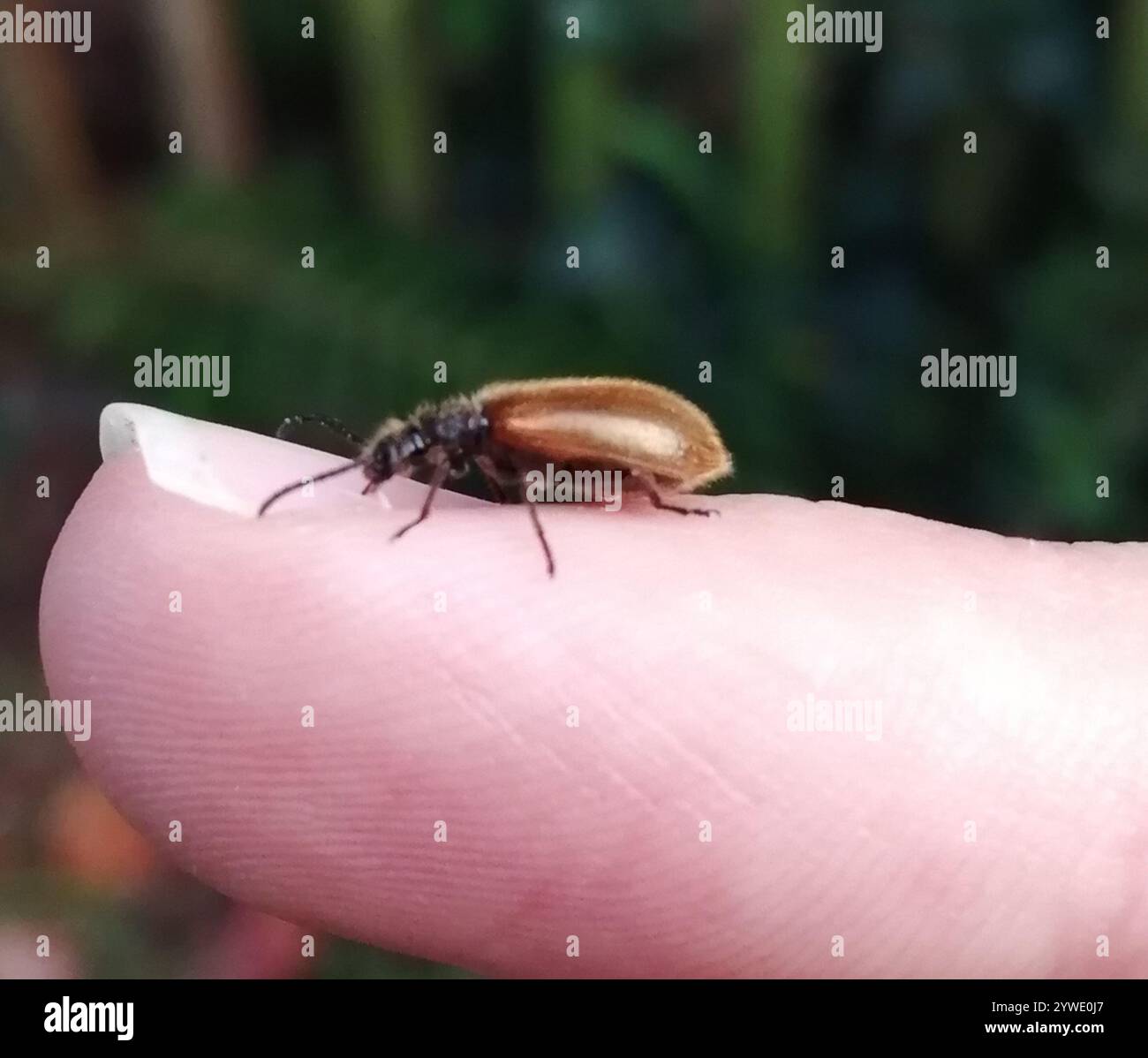 Rough-haired Lagria Beetle (Lagria hirta Stock Photo - Alamy