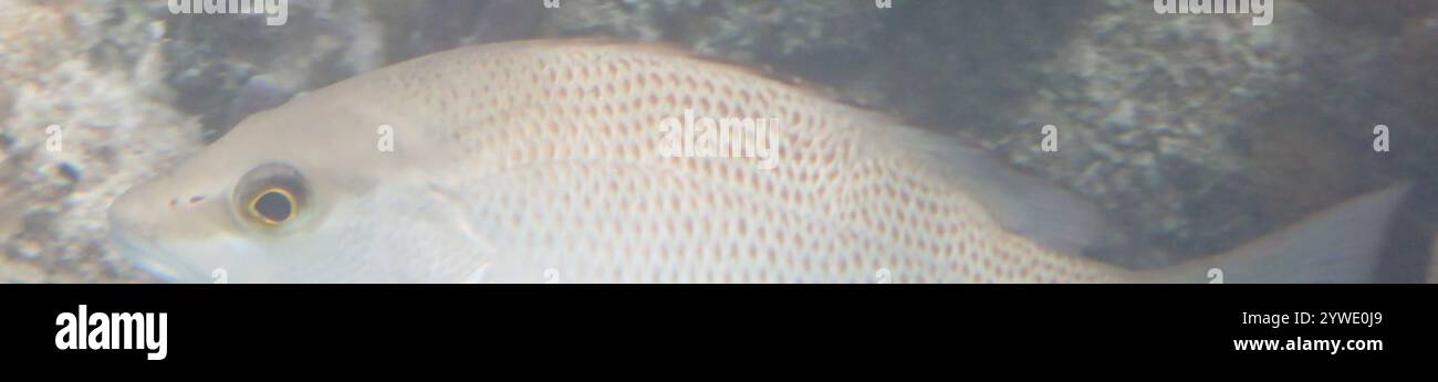 Gray Snapper (Lutjanus griseus Stock Photo - Alamy