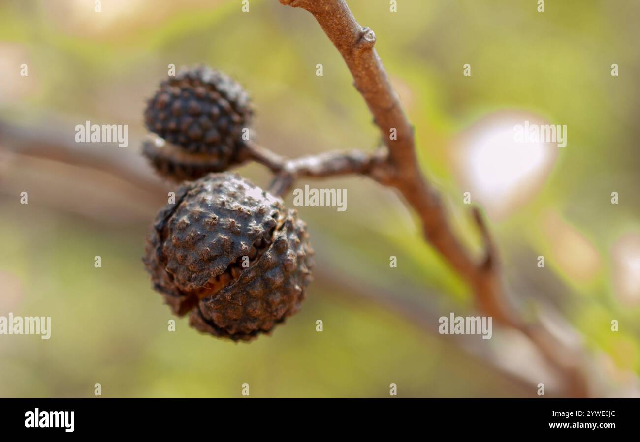 West Indian Elm (Guazuma ulmifolia Stock Photo - Alamy