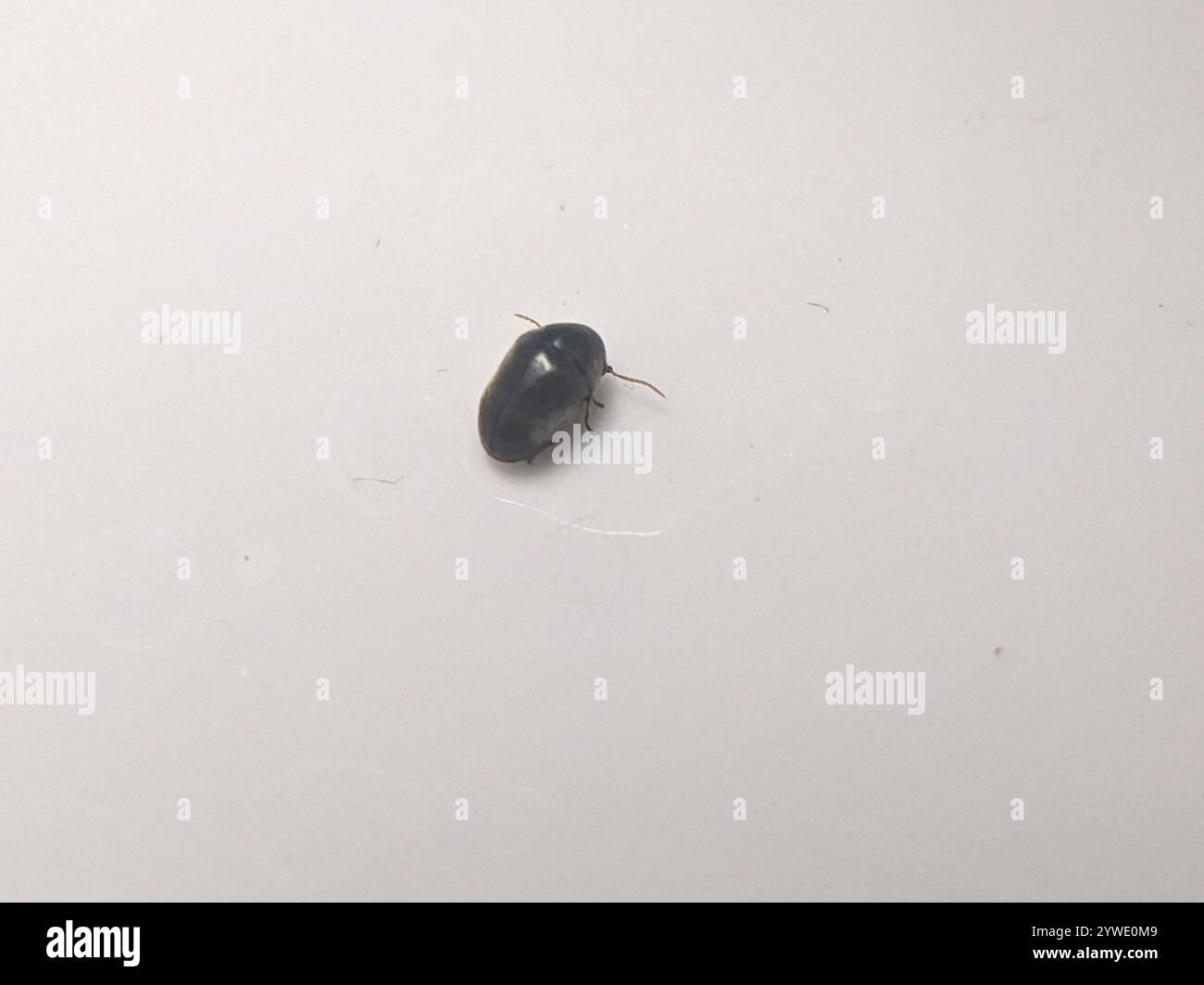 Water, Rove, Scarab, Long-horned, Leaf, and Snout Beetles (Polyphaga ...