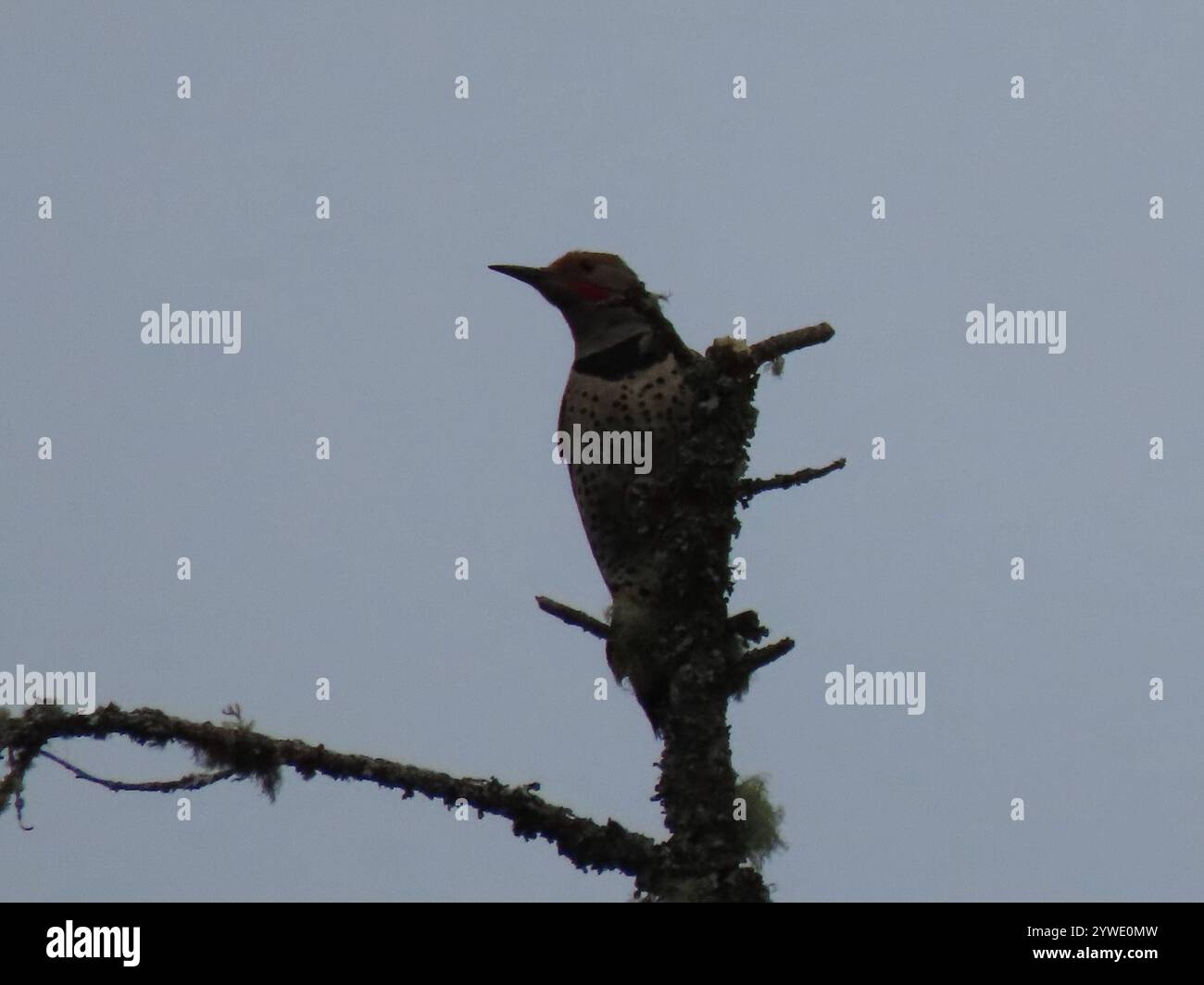 Northern Flicker (Colaptes auratus Stock Photo - Alamy