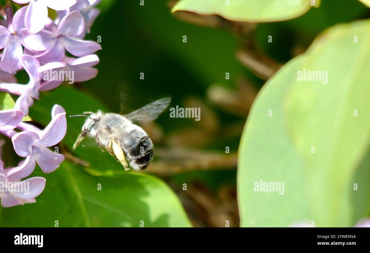 Pacific Digger Bee (Anthophora pacifica Stock Photo - Alamy