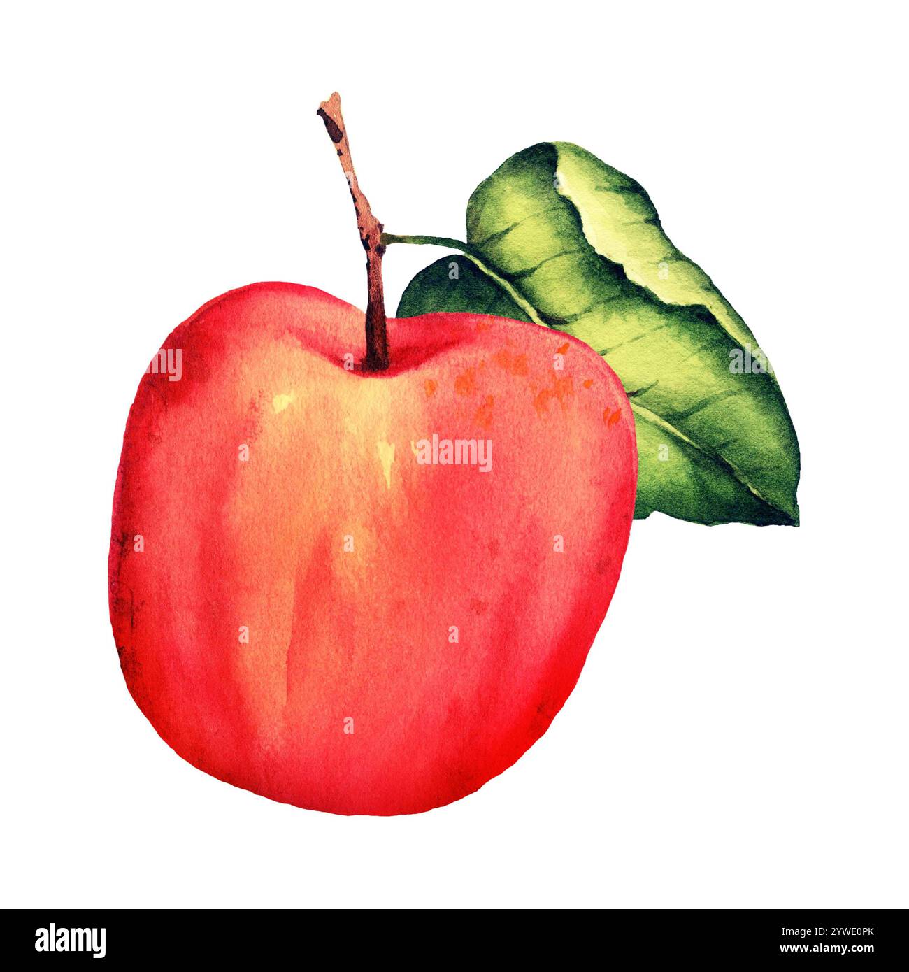 Apple Clipart Watercolor Stock Photo - Alamy
