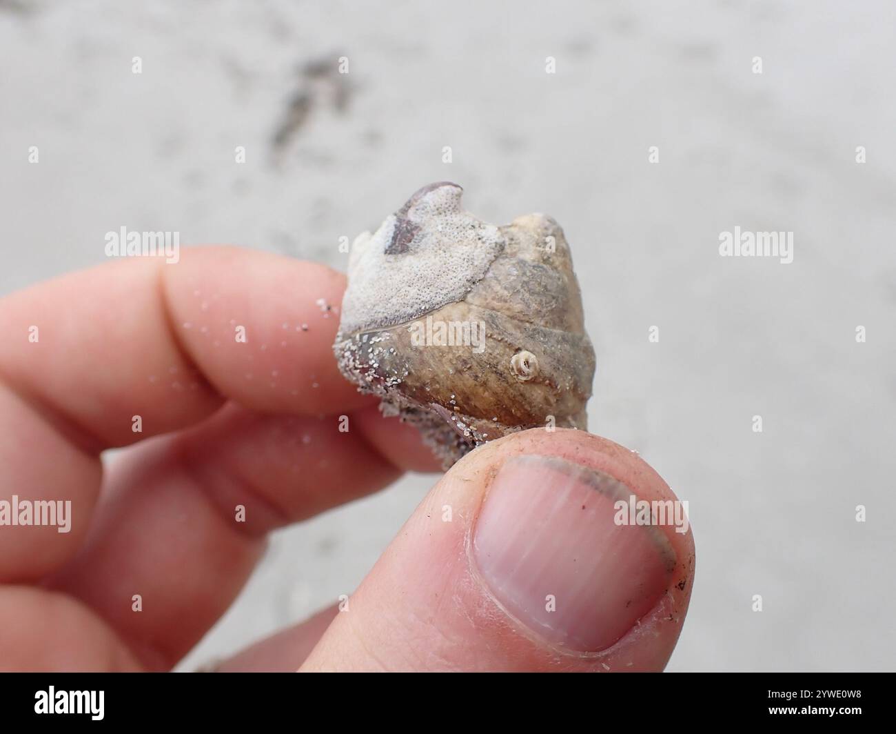 Hooked slippersnail hi-res stock photography and images - Alamy