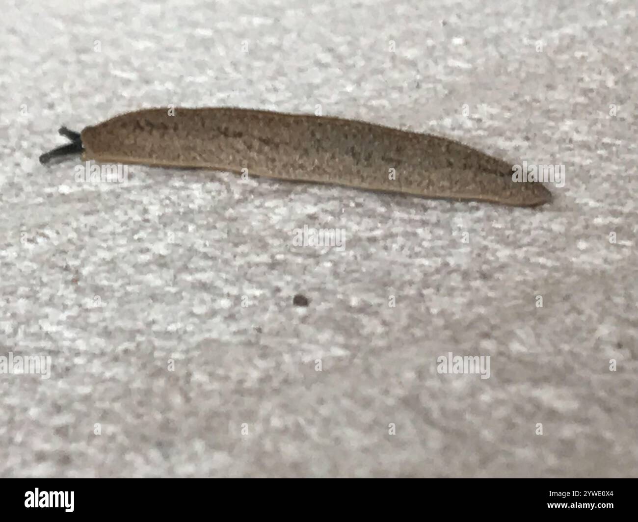 Leatherleaf Slugs (Veronicellidae Stock Photo - Alamy