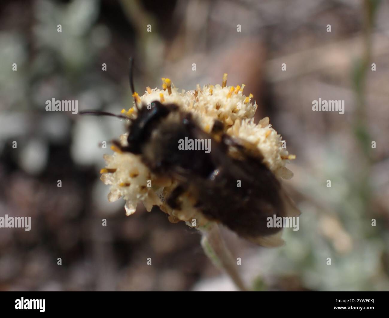 Mining Bees (Andrena Stock Photo - Alamy
