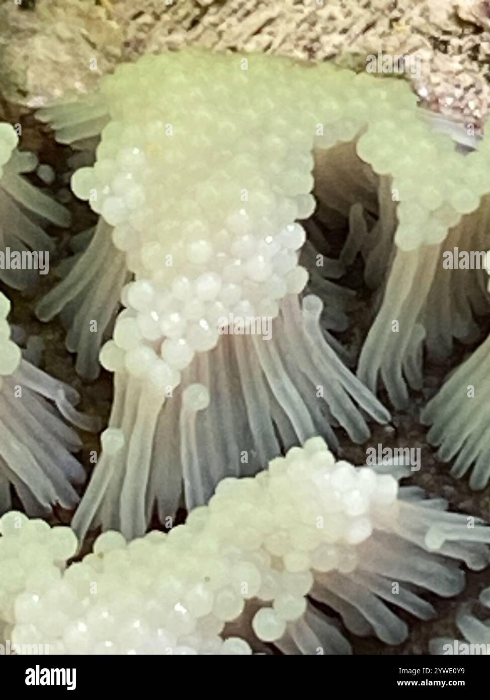 slime molds (Mycetozoa Stock Photo - Alamy