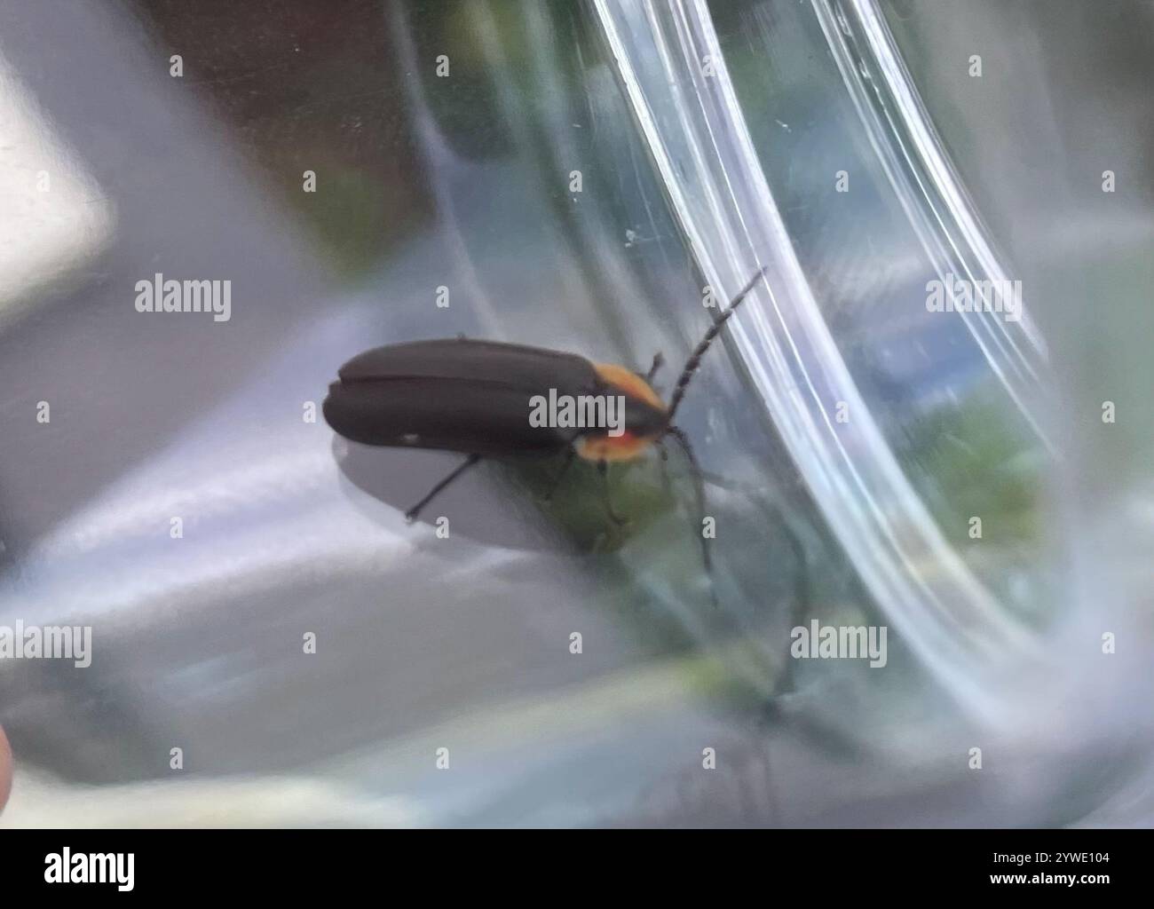 Black Firefly (Lucidota atra Stock Photo - Alamy