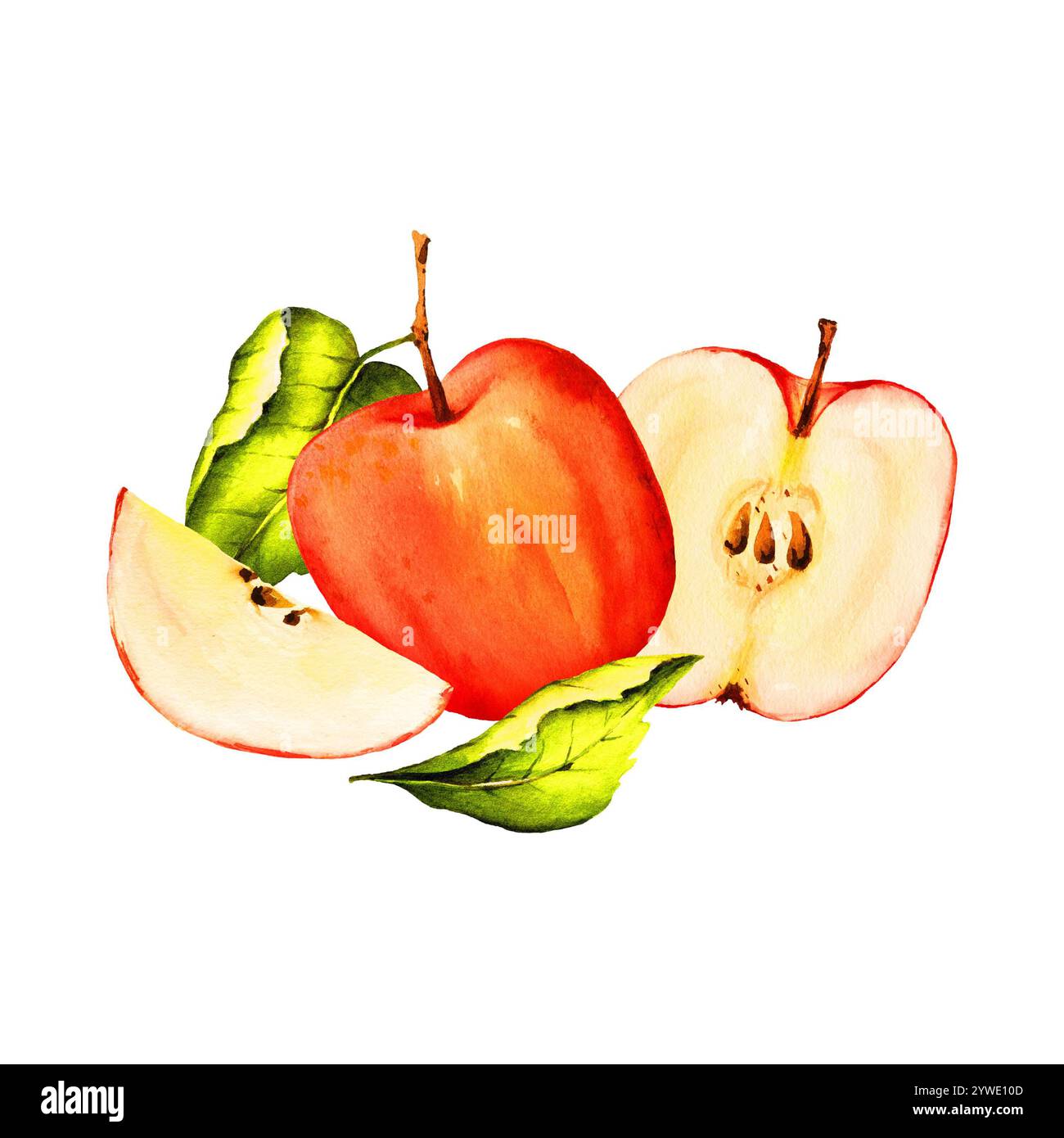 Apple Clipart Watercolor Stock Photo - Alamy