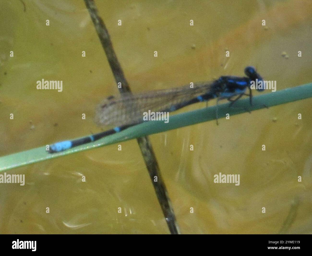 Blue-ringed Dancer (Argia sedula Stock Photo - Alamy