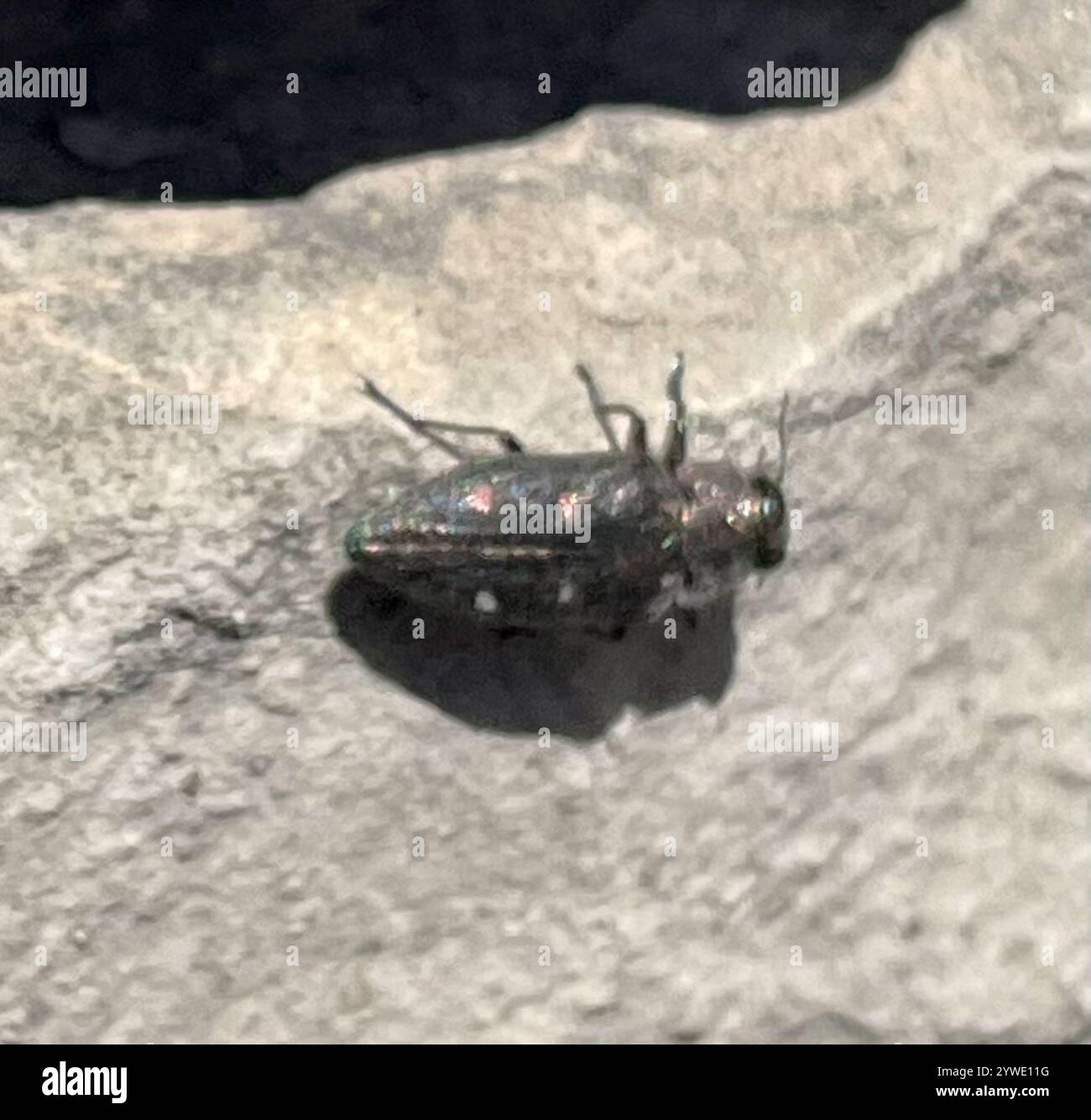 Gold pit oak splendour beetle hi-res stock photography and images - Alamy