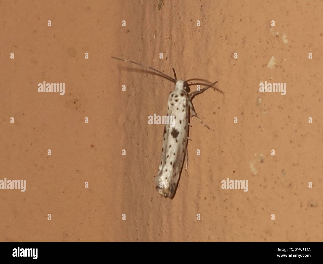 Black tipped ermine hi-res stock photography and images - Alamy