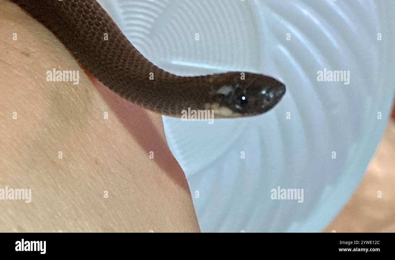 Hallowell's Coffee Snake (Ninia atrata Stock Photo - Alamy