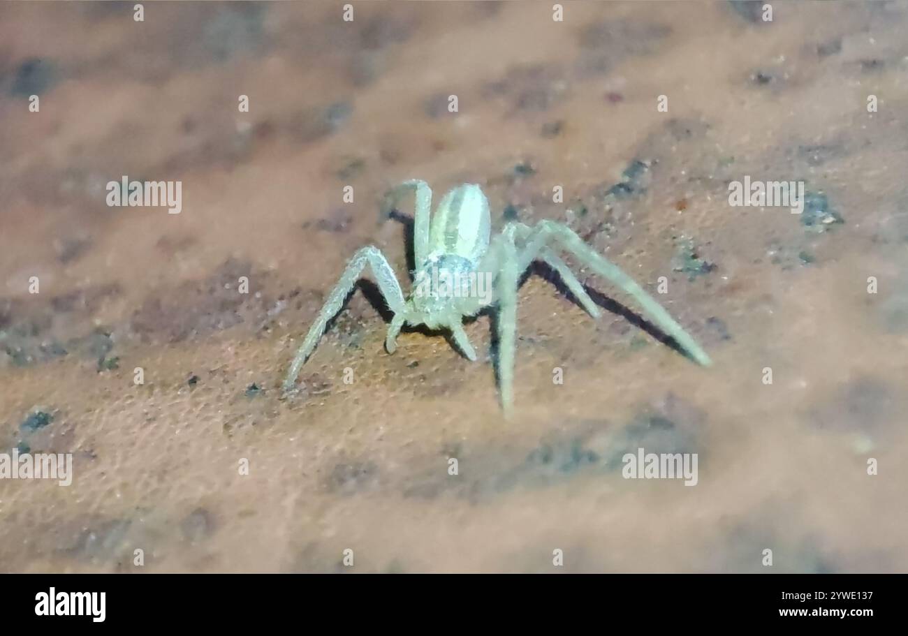 Slender Crab Spiders (Tibellus Stock Photo - Alamy