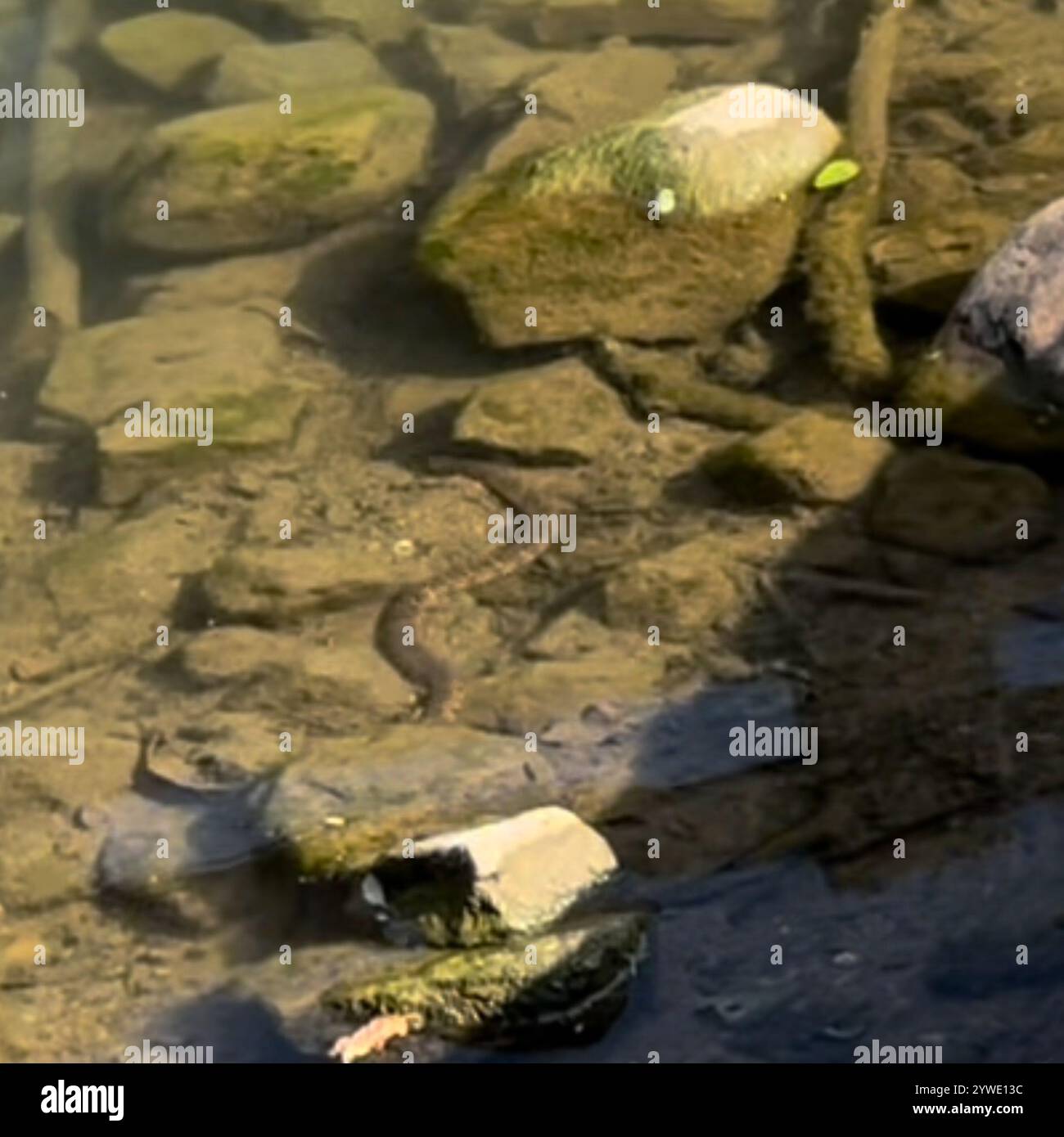 Common Watersnake (Nerodia sipedon Stock Photo - Alamy
