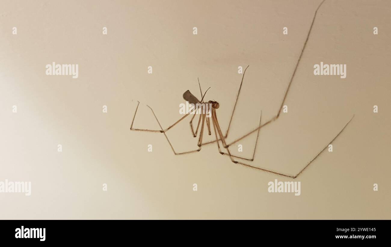 Long-bodied Cellar Spider (Pholcus phalangioides Stock Photo - Alamy