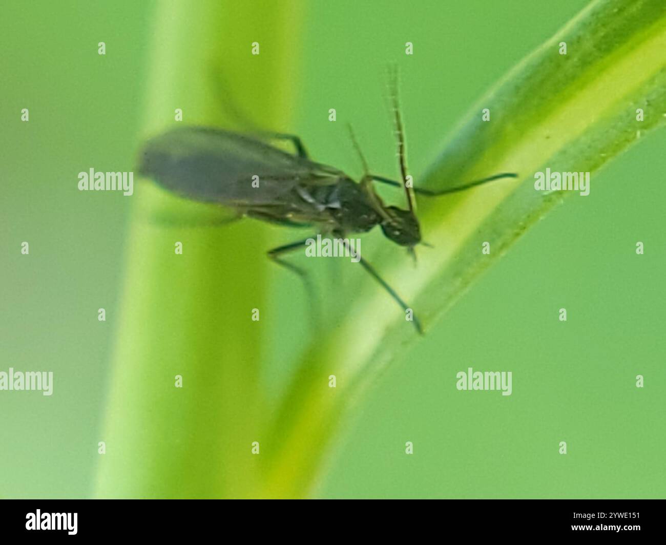 Dark-winged Fungus Gnats (Sciaridae Stock Photo - Alamy