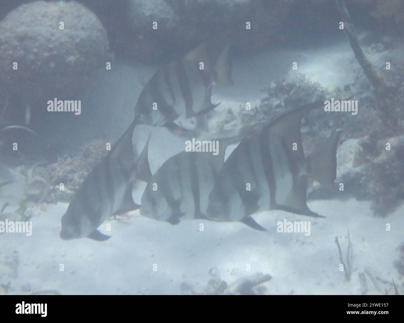 Atlantic Spadefish (Chaetodipterus faber Stock Photo - Alamy