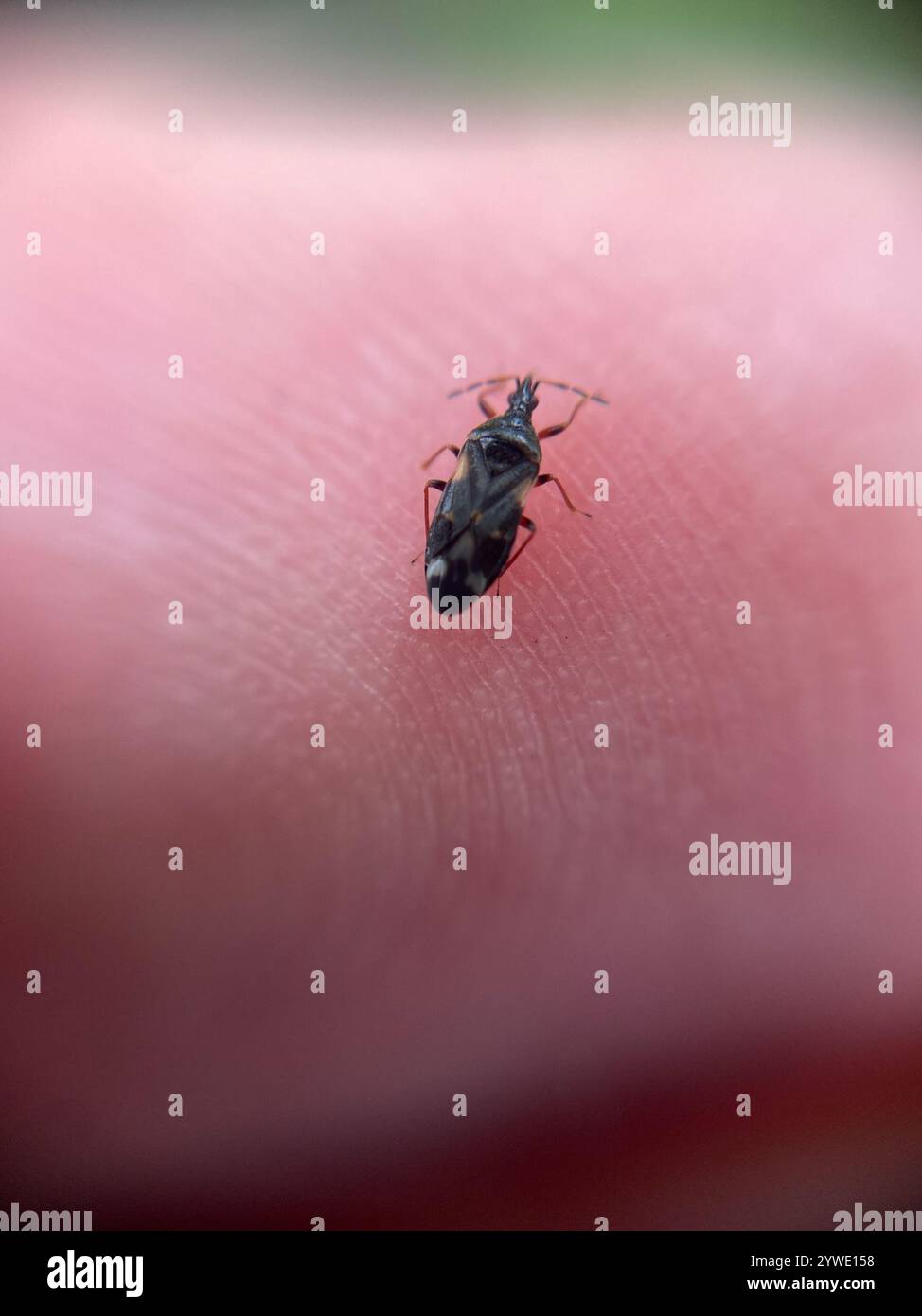 Anthocoris nemoralis hi-res stock photography and images - Alamy