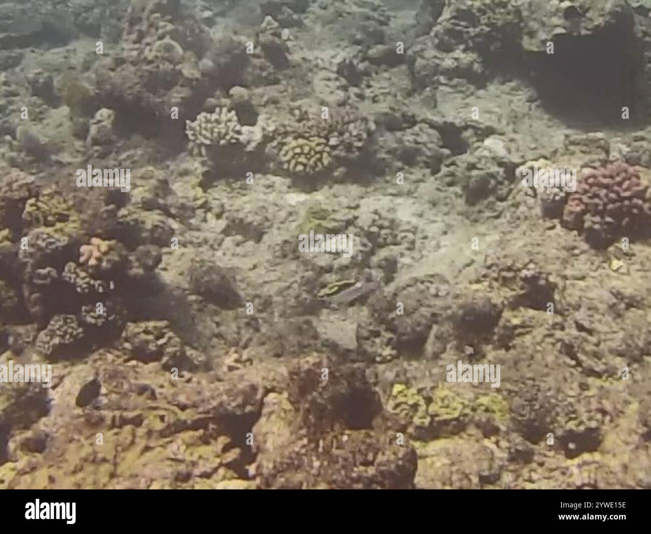 Bridled Monocle Bream (Scolopsis bilineata Stock Photo - Alamy