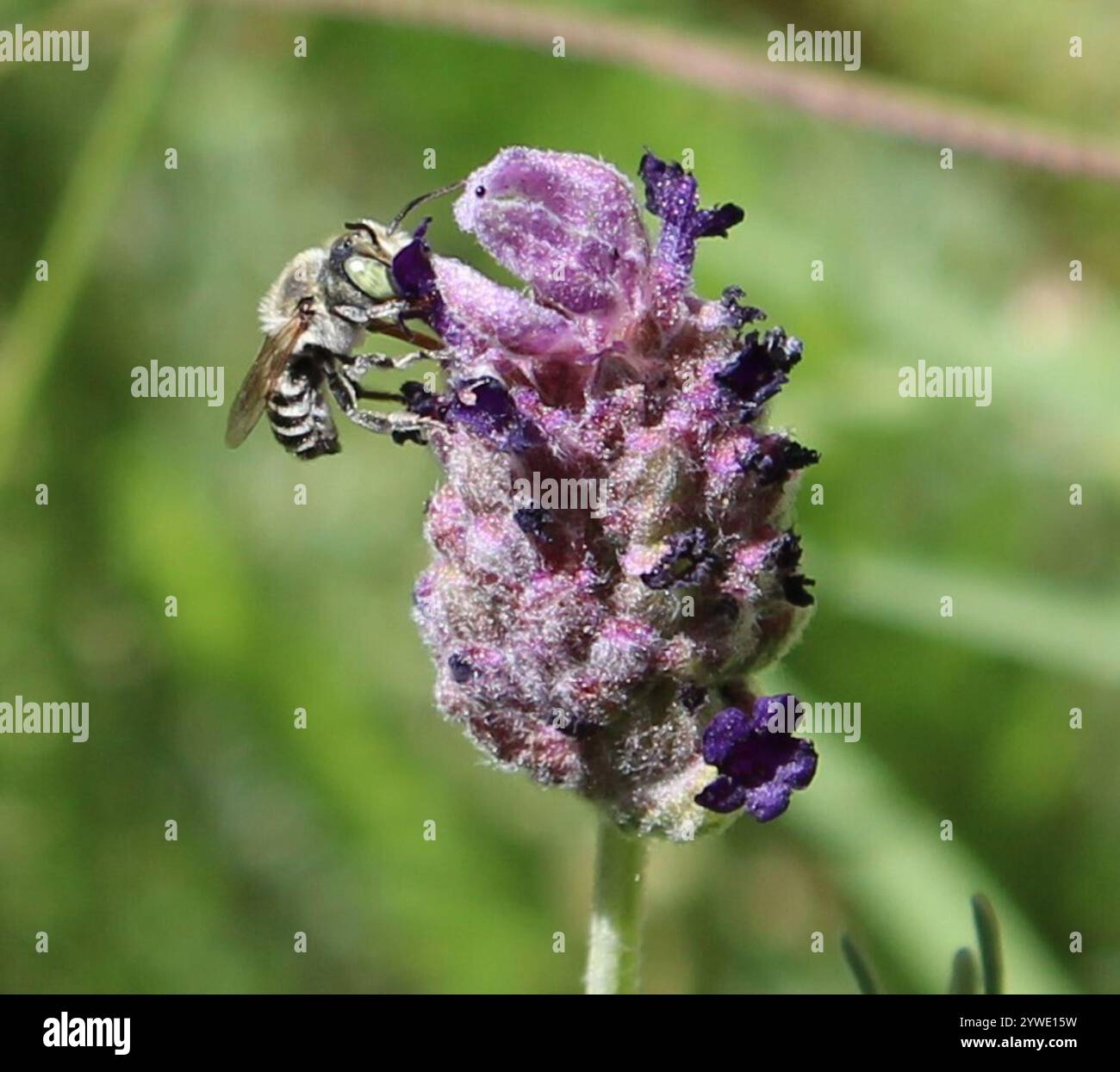 Alfalfa Leafcutter Bee (Megachile rotundata Stock Photo - Alamy