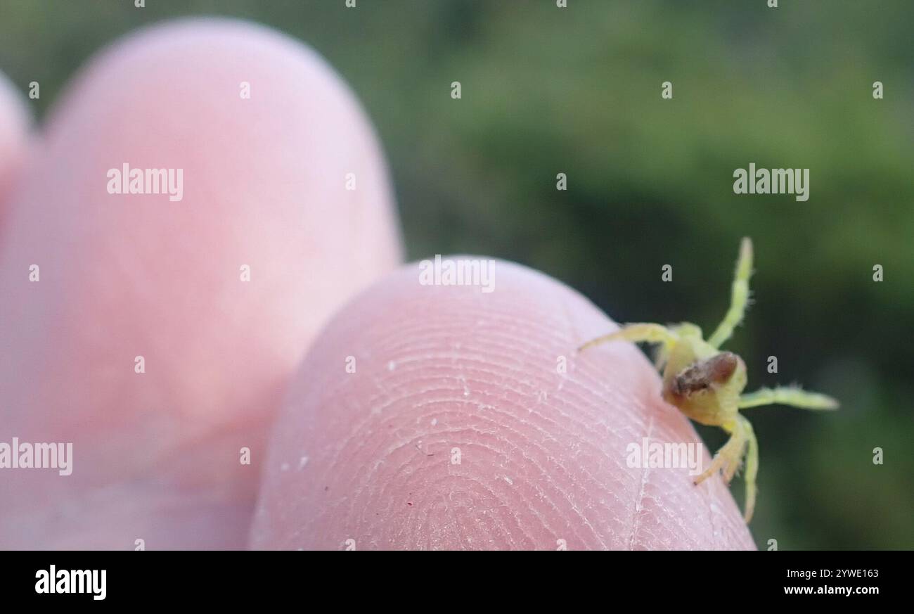 Wrap-around Spiders (Dolophones Stock Photo - Alamy