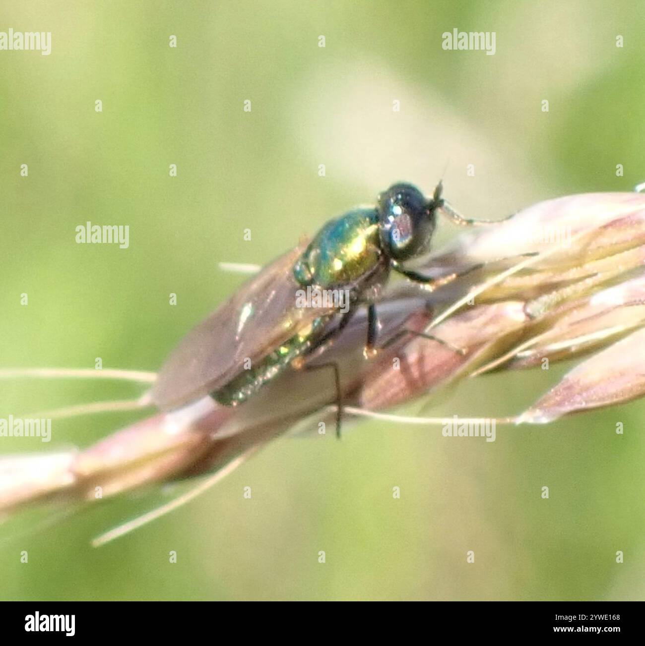 Broad Centurion Fly (Chloromyia formosa Stock Photo - Alamy