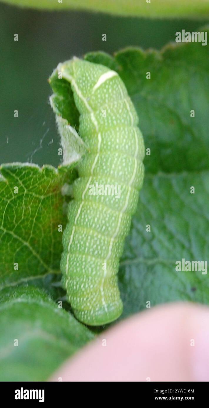Common Quaker (Orthosia cerasi Stock Photo - Alamy