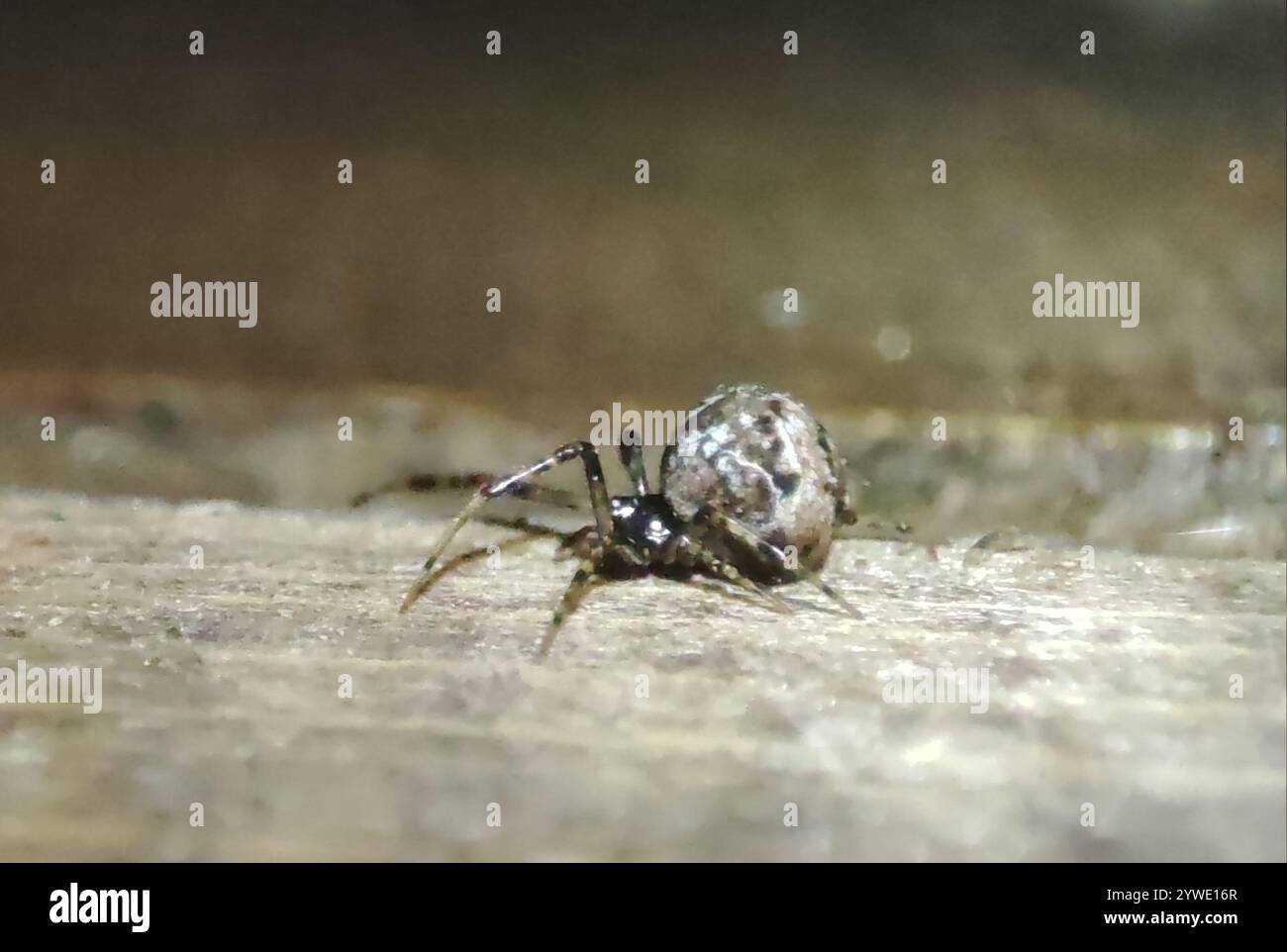 Comb-footed Spiders (Theridiidae Stock Photo - Alamy