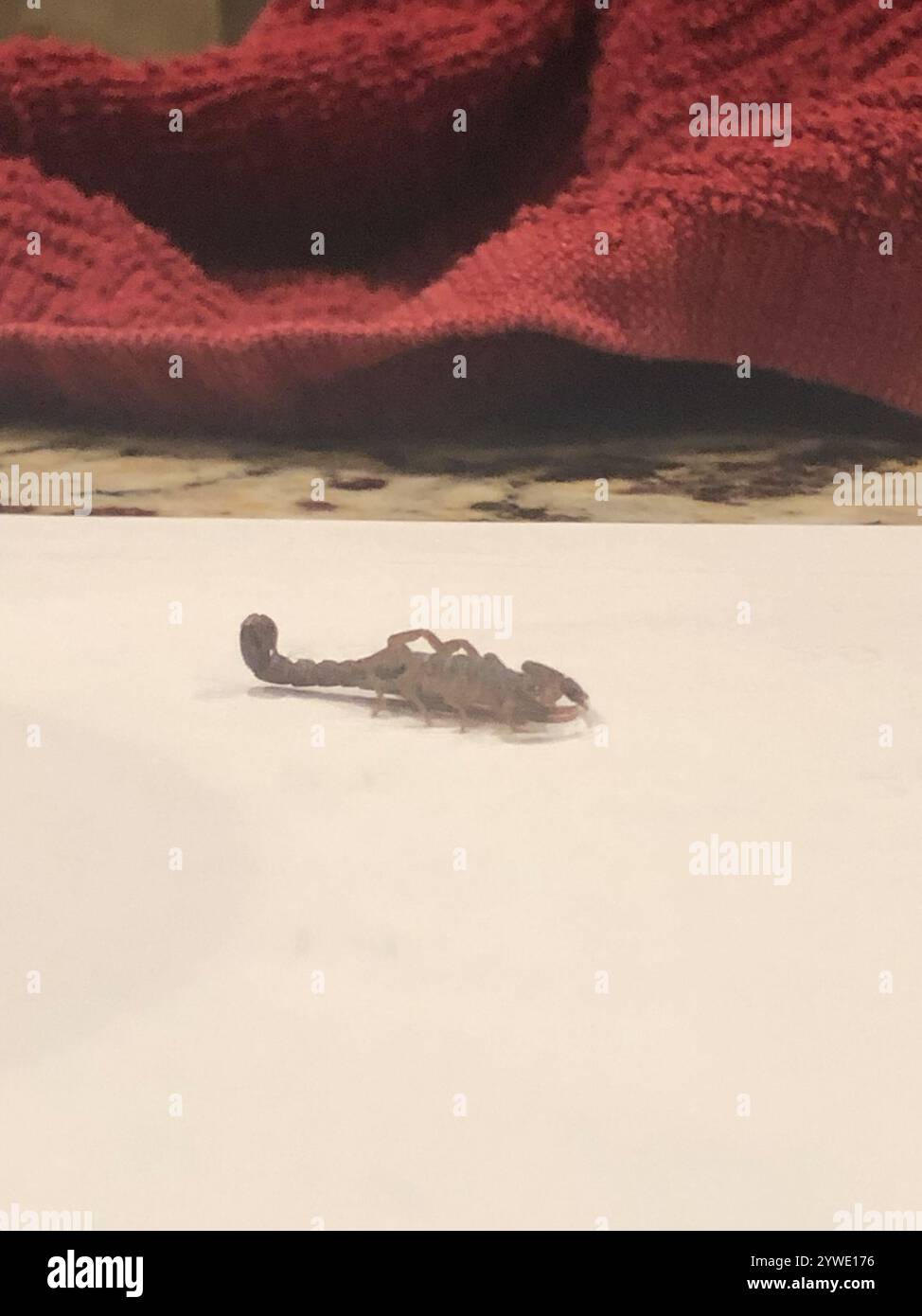 Southern Devil Scorpion (Vaejovis carolinianus Stock Photo - Alamy