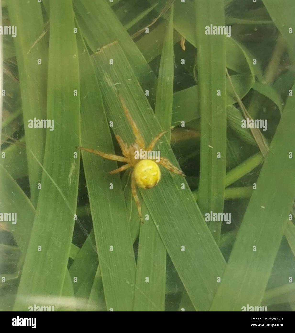 Four-spot Orbweaver (Araneus quadratus Stock Photo - Alamy