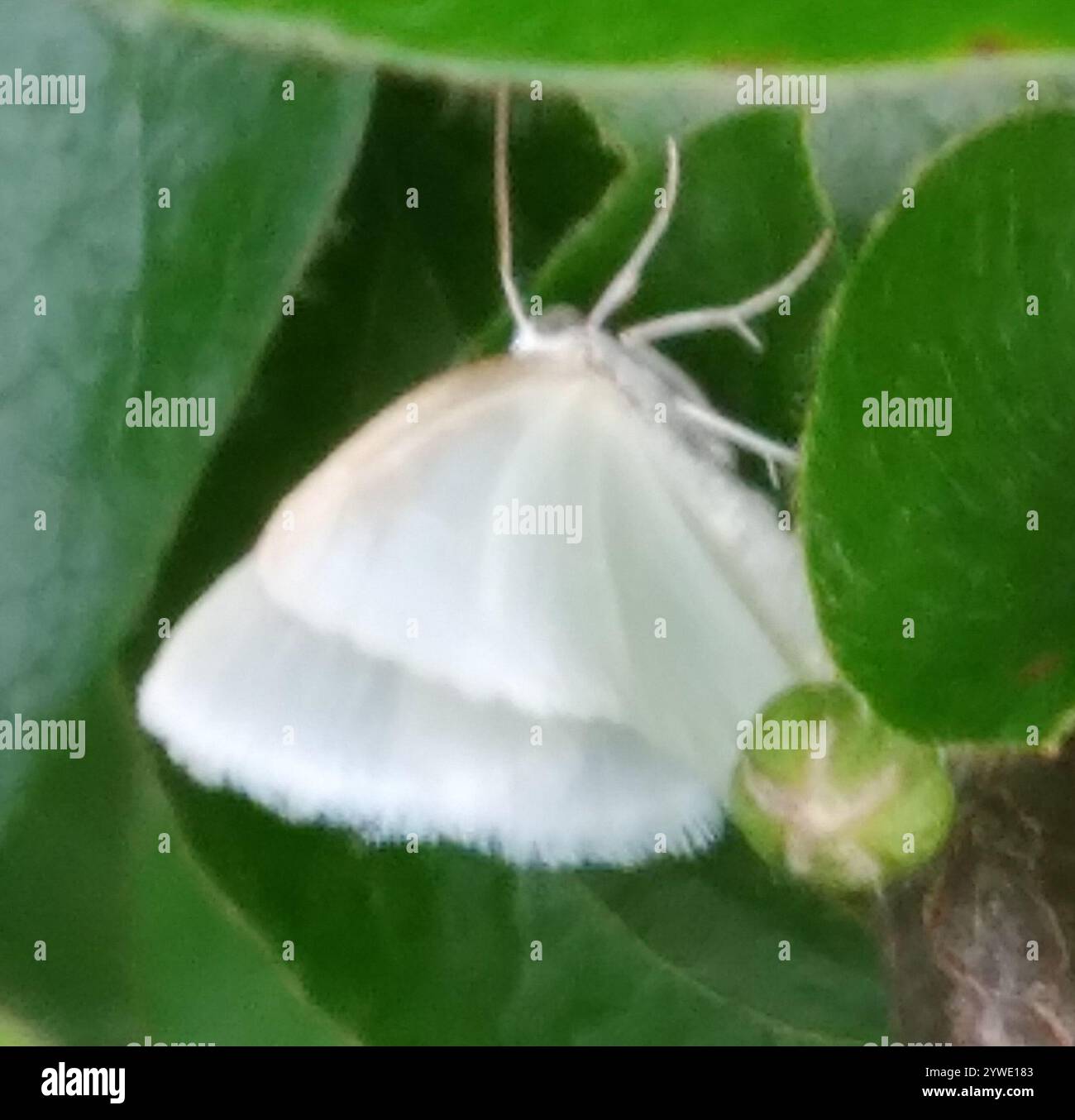 White Spring Moth (Lomographa vestaliata Stock Photo - Alamy