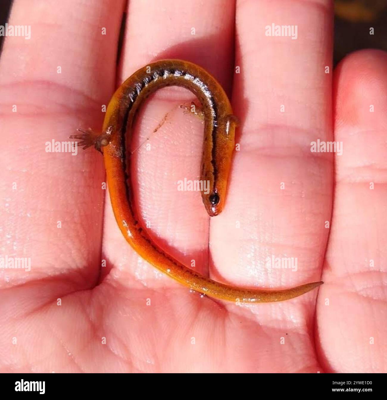 Southern Two-lined Salamander (Eurycea cirrigera Stock Photo - Alamy
