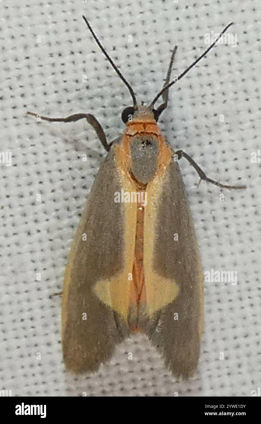 Lead-colored Lichen Moth (Cisthene plumbea Stock Photo - Alamy