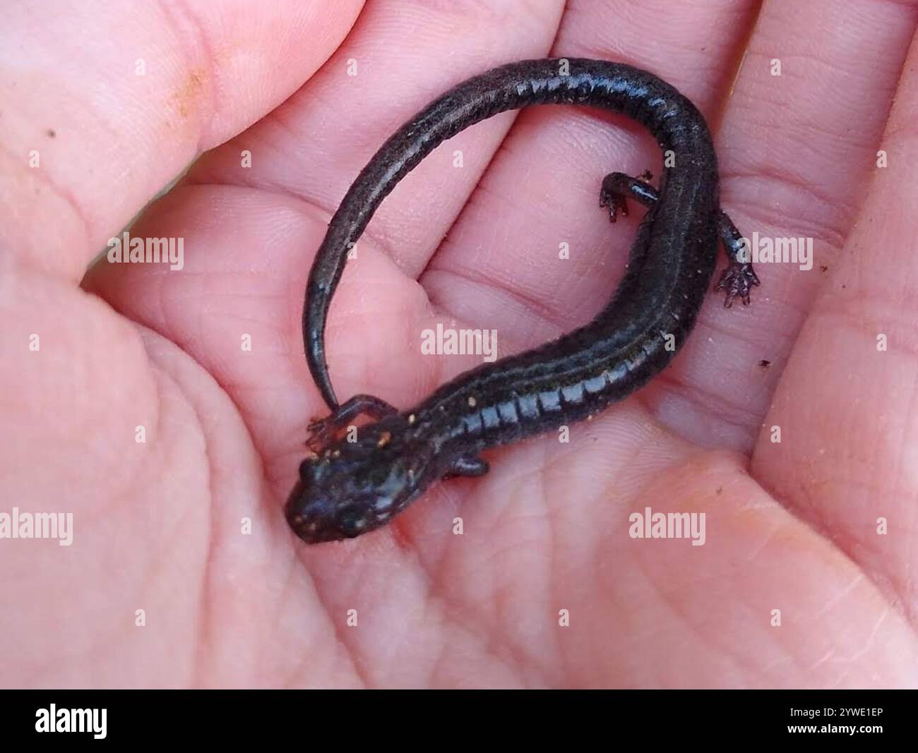 Eastern Red-backed Salamander (Plethodon cinereus Stock Photo - Alamy